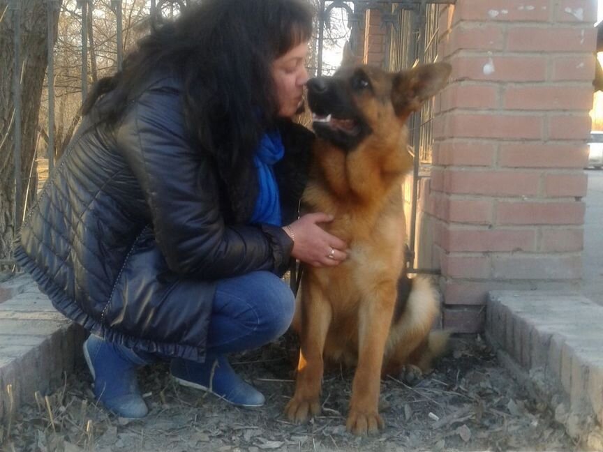 Помощь при вязке. Кобель Н/О для вязки Дрессировка