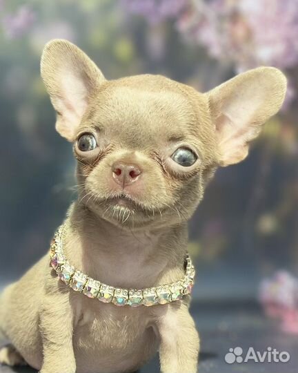 Супер mini чихуахуа мальчик лилового окраса
