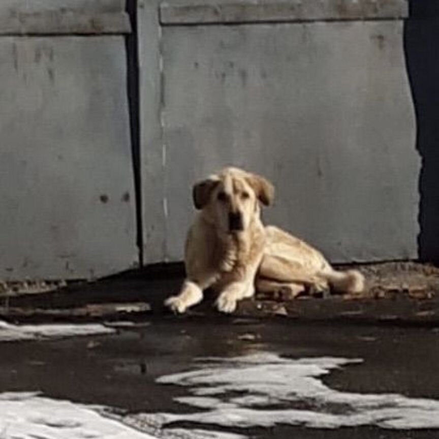 Брошенный хозяевами лабрадор живет на улице