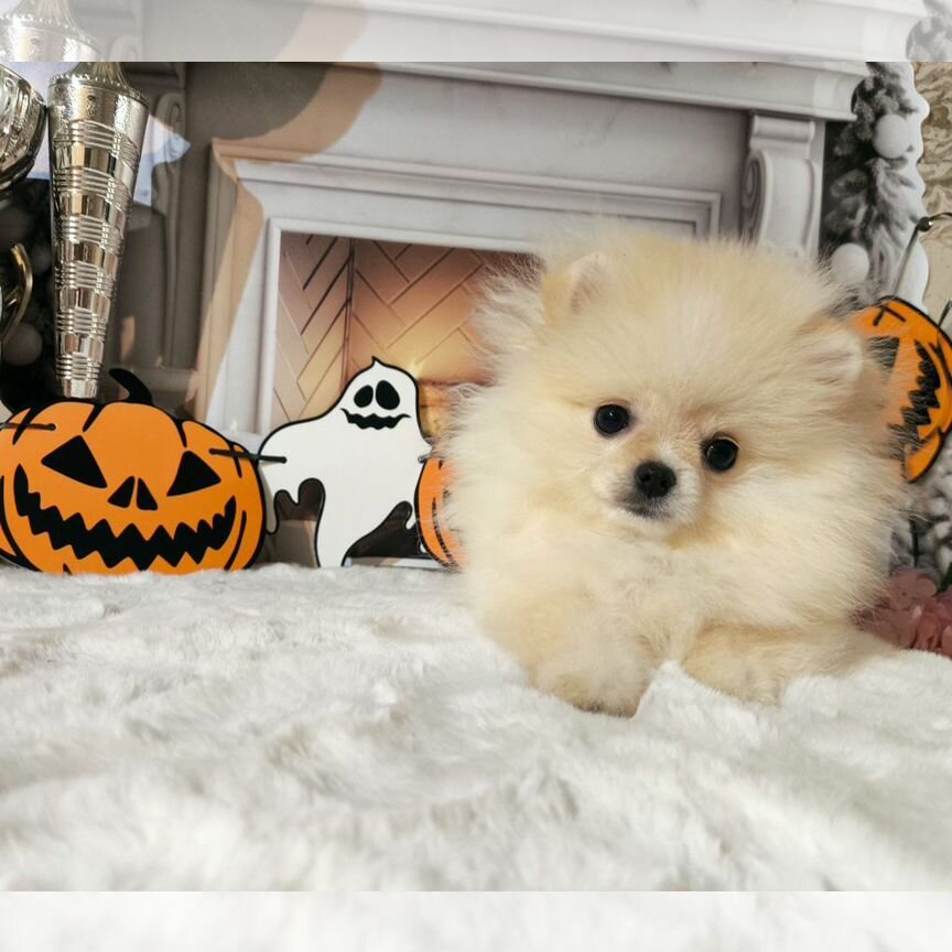 Померанский шпиц, щенок