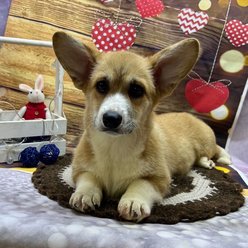 Вельш корги пемброк приезжай и забирай