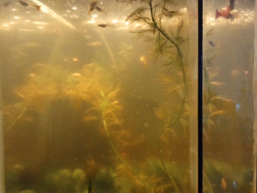 Рыбки гупёшки аквариум бесплатно