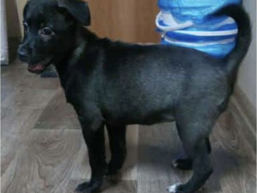 Собака небольшая