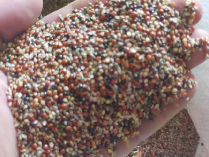 Отходы просо, 2сорт, 1 сорт