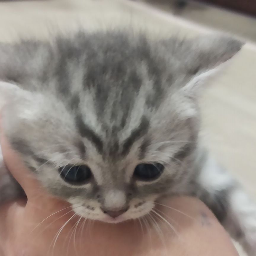 Шотландский прямоухий короткошёрстный котёнок