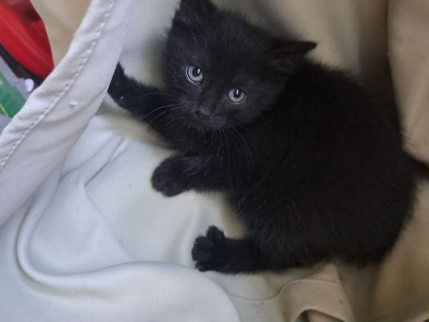 Котята малыши