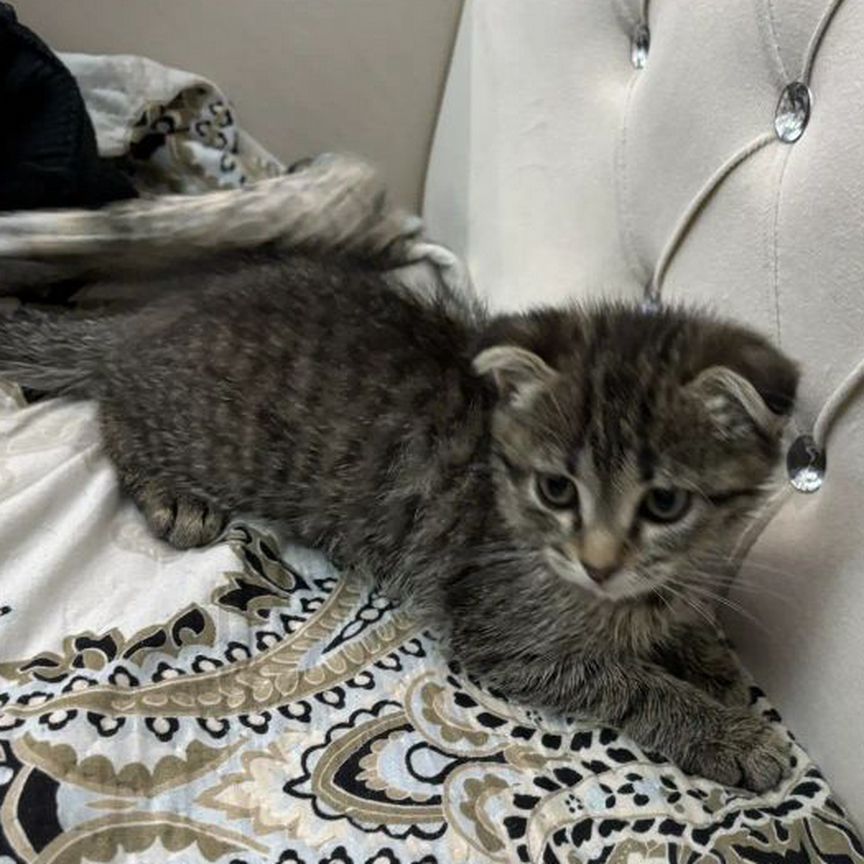 Шотландский вислоухий короткошёрстный котёнок