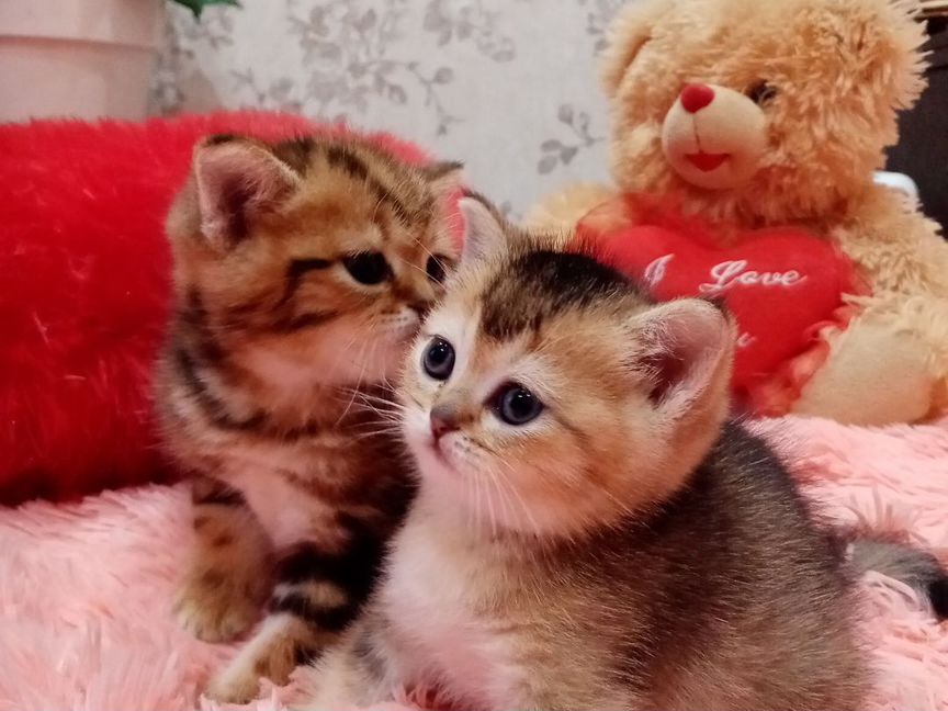 Шотландские плюшевые очаровашки
