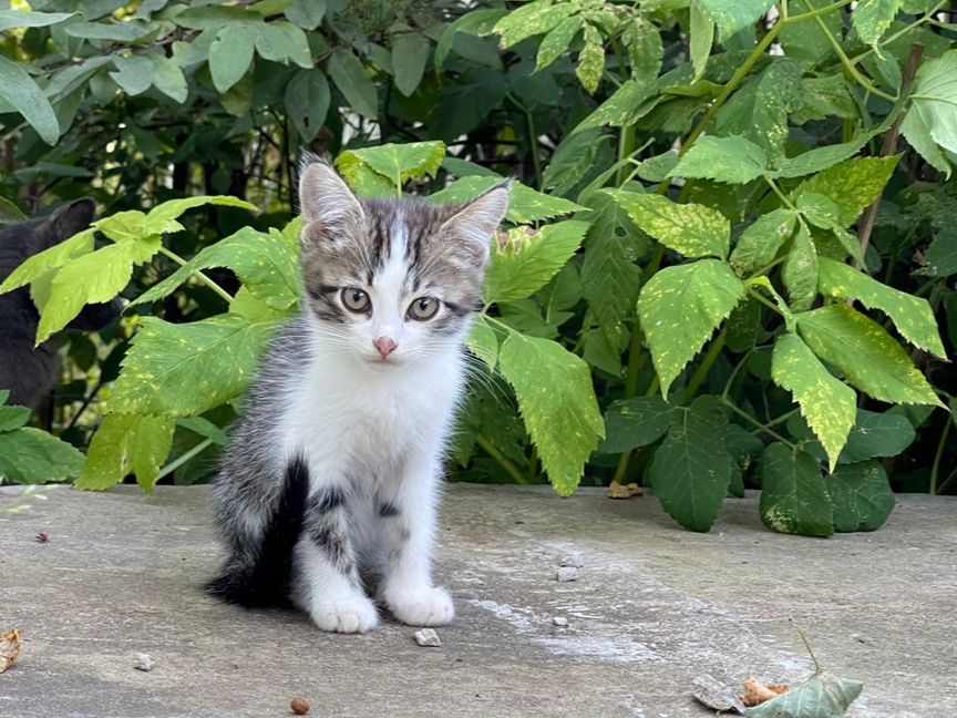 Котята в добрые руки