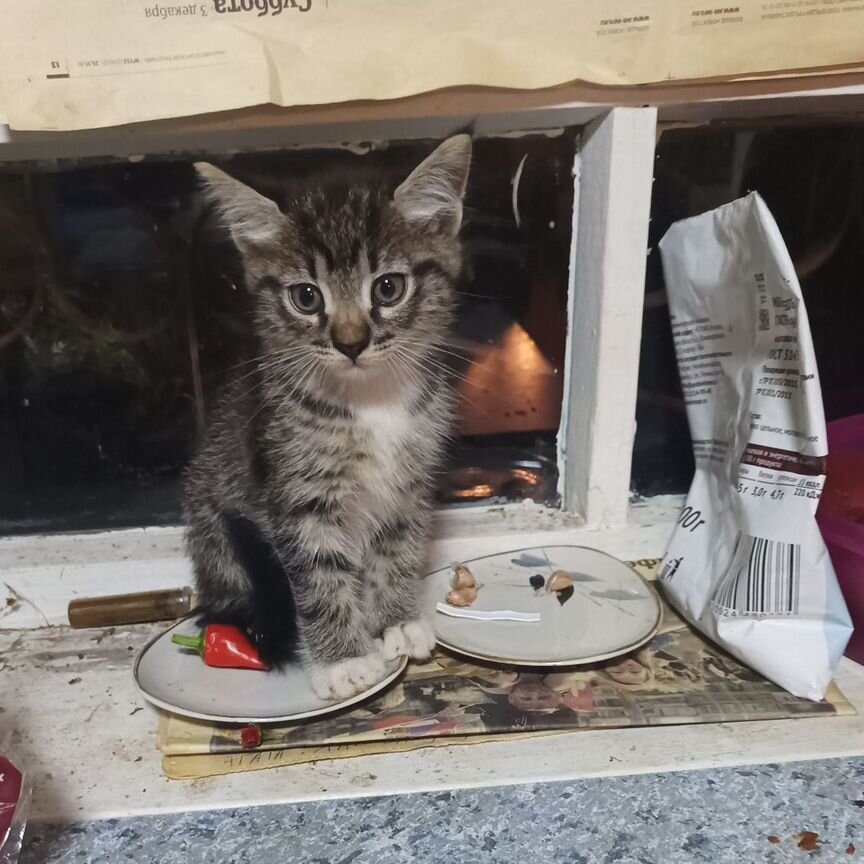 Отдам кота в добрые руки Магнитогорск