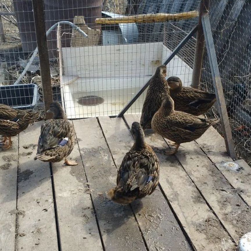 Подсадные утки для охоты в Шушенском