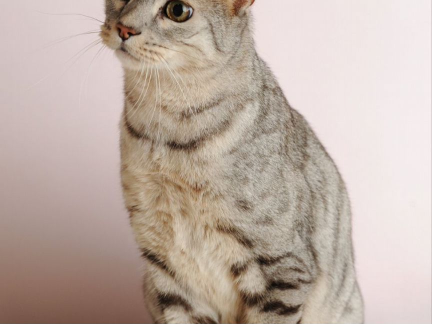 Кошка в дар