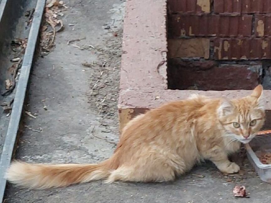 Рыжий котик