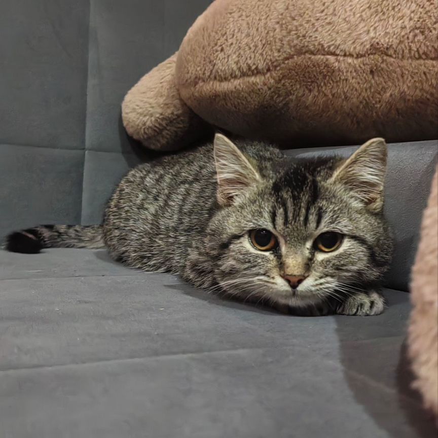 Шотландский котик в добрые руки
