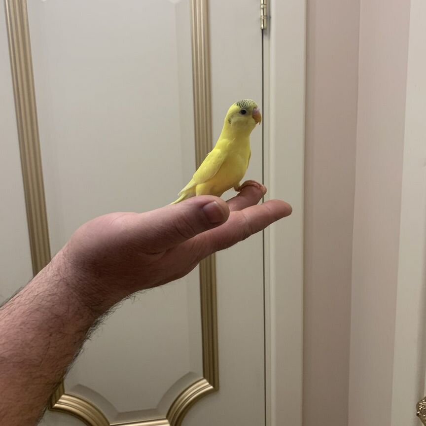 Волнистый попугай