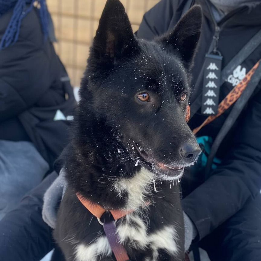 Взрослая собака в добрые руки