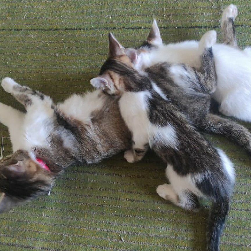 Котята малыши в добрые руки бесплатно