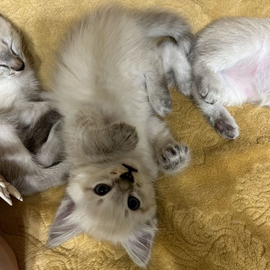 Котята в добрые руки европейской породы