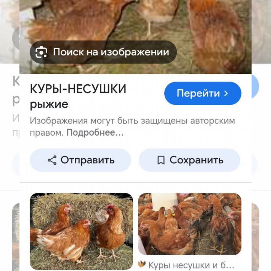 Продажа куриц