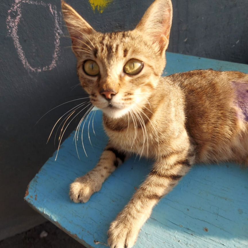 Красавица Тигра в добрые руки