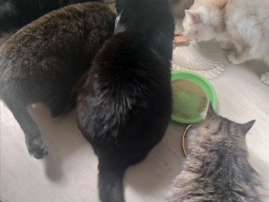 Котики нуждаются в помощи