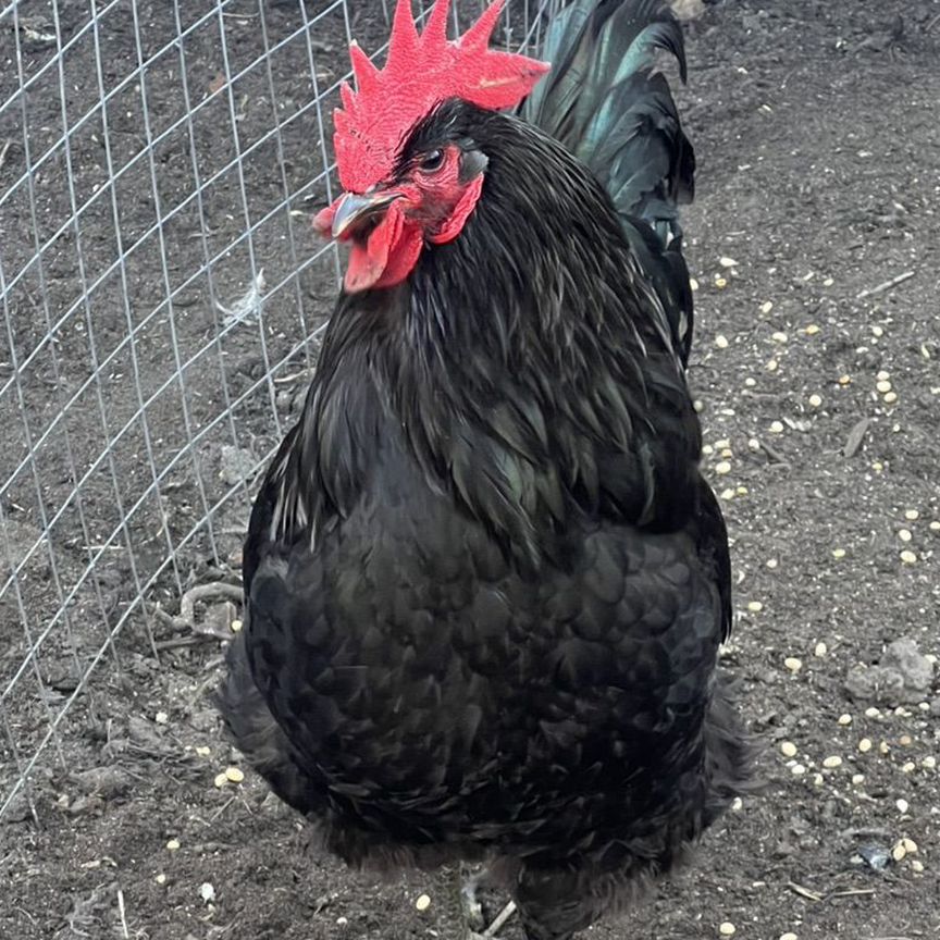 Куры петухи молодые джейсерский гигант