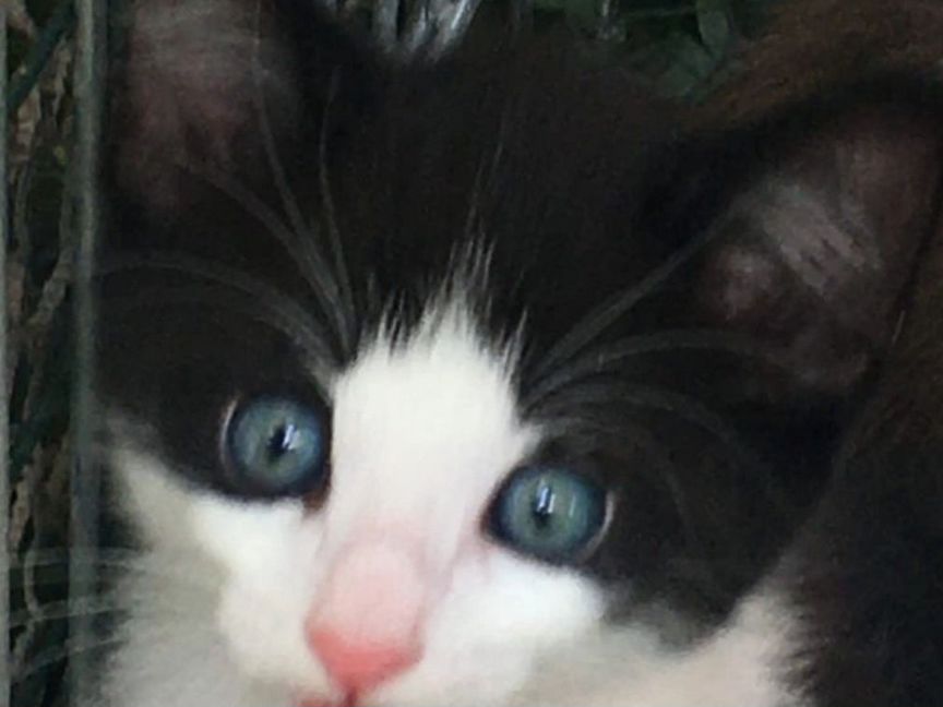 Котенок мальчик 2.5 мес. в поиске дома