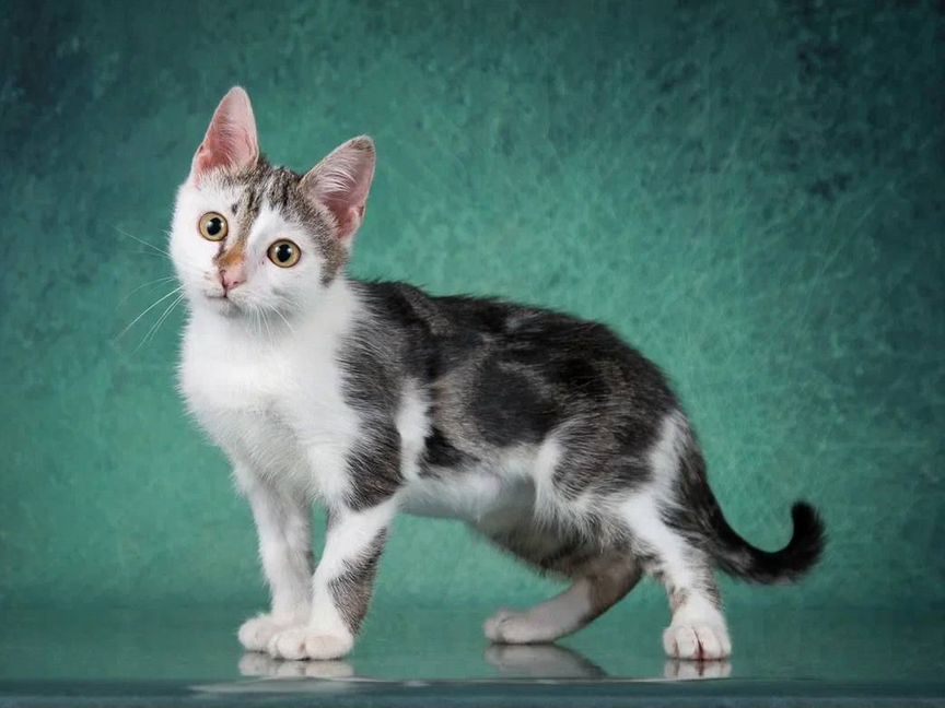 Котик Джерри 5 месяцев