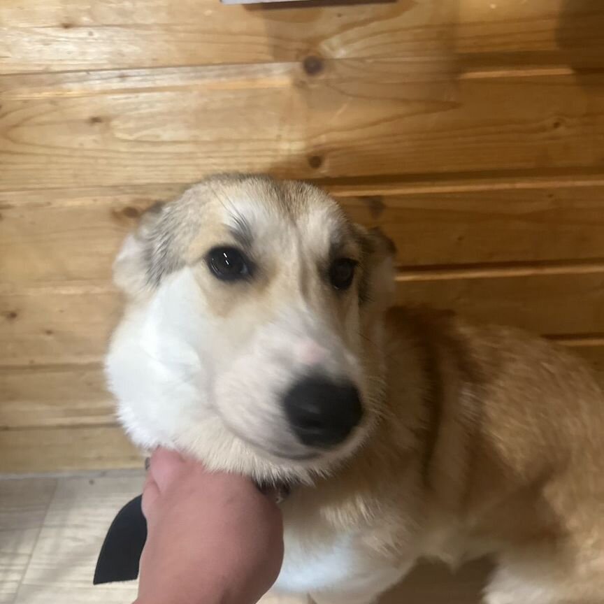 Вельш Корги Пемброк, щенок