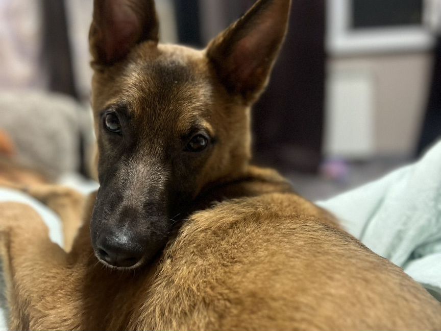 Малинуа в добрые руки