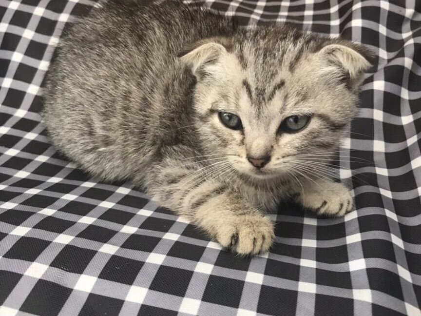 Вислоухий котёнок