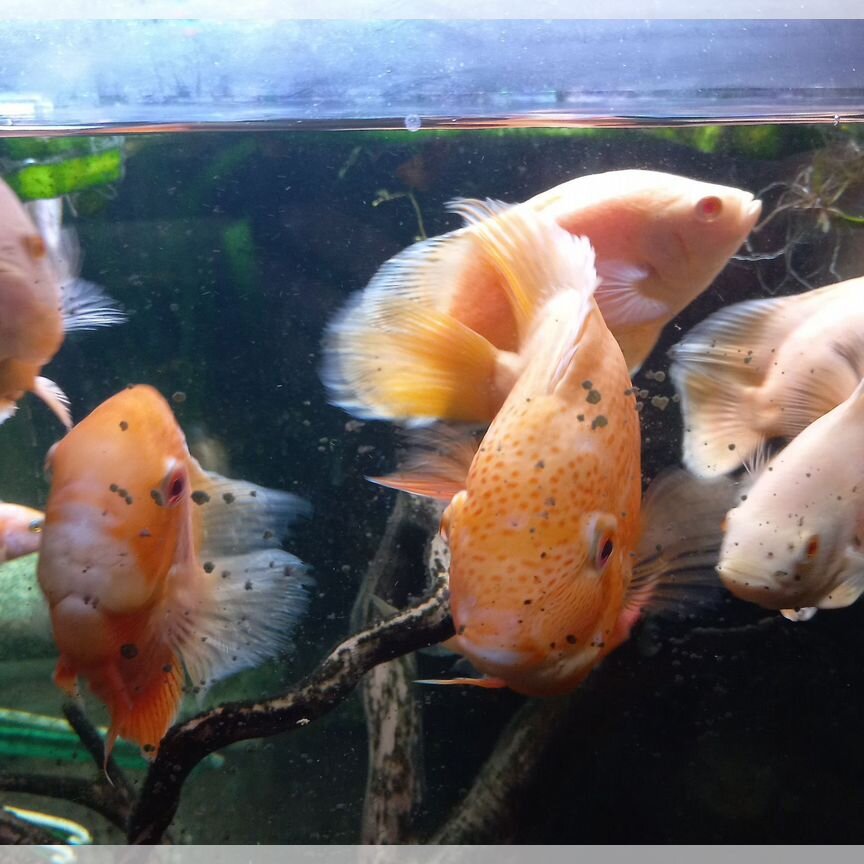 Северум красноточечный