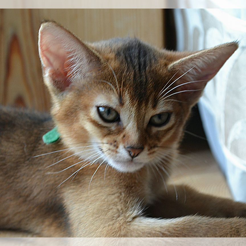 Абиссинская принцесса