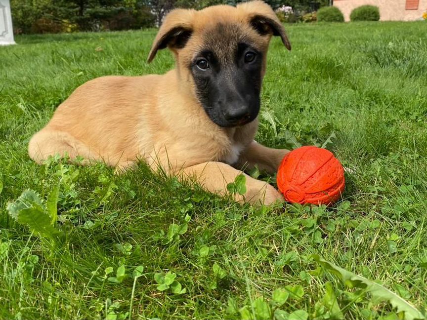 Бельгийская овчарка малинуа