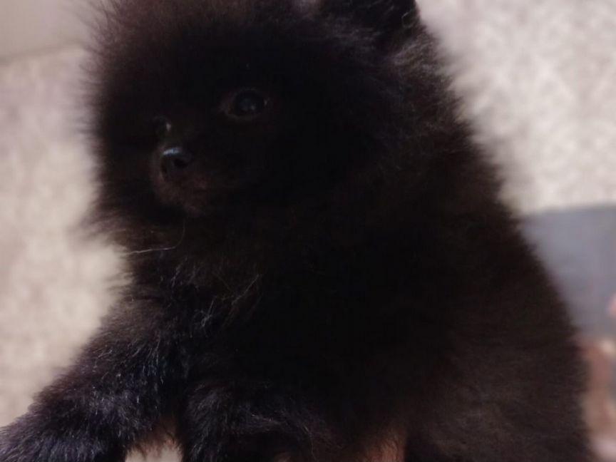 Померанский шпиц мини девочка