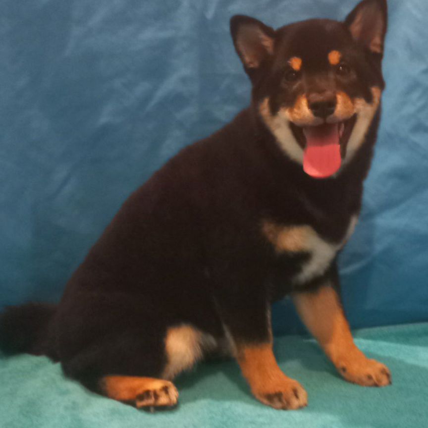 Сиба-ину, щенок