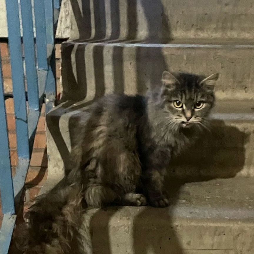 Кошечка не виновата