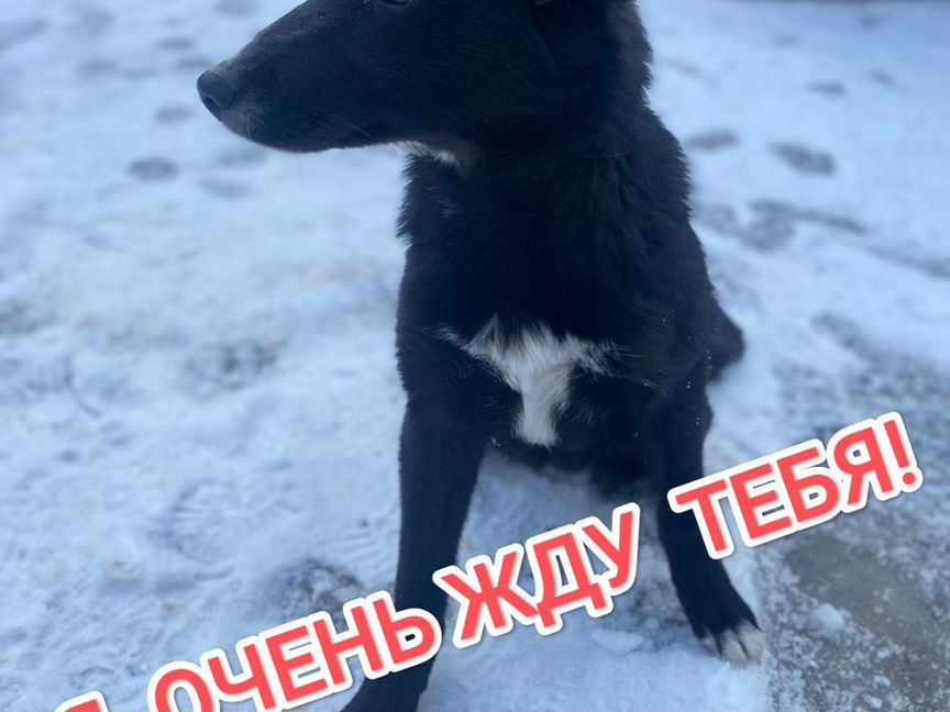 Брошена очень добрая щенуля