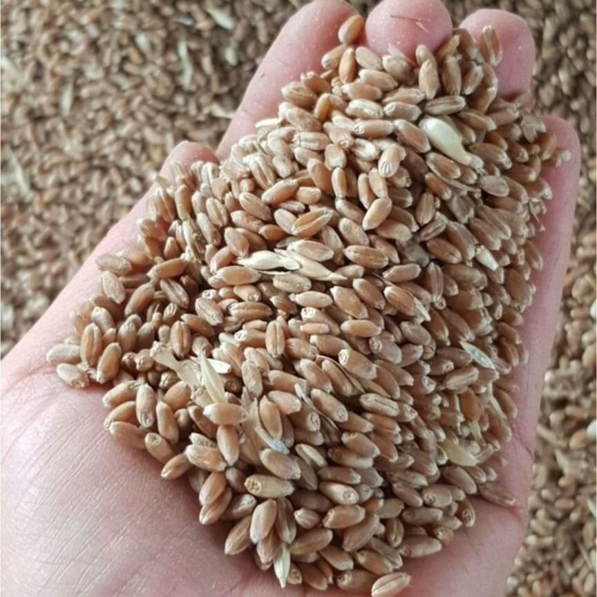 Зерно пшеница