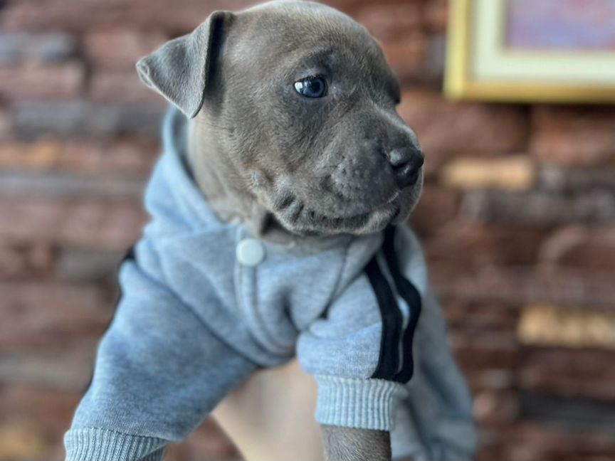 Красивый голубой щенок аст