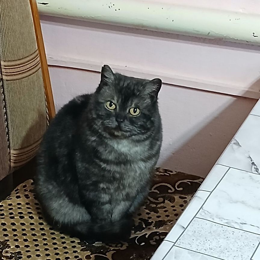 Шотландский кот бесплатно