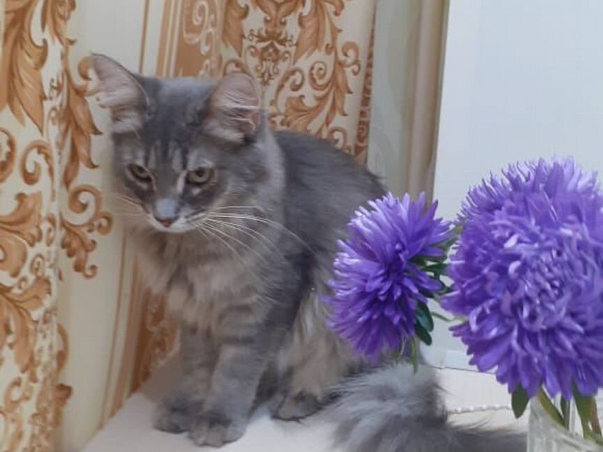 Котёнок Фенечка