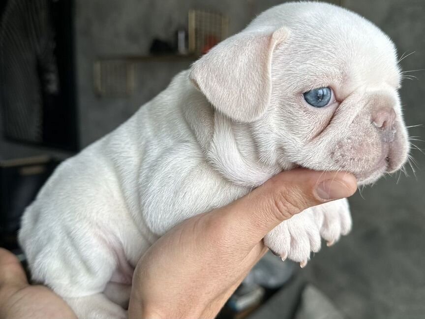 Французский бульдог щенки лиловый + bs