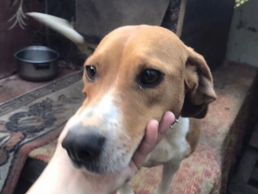 Продам эстонских гончьих собак