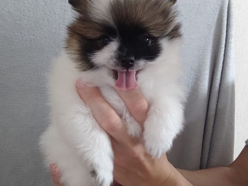 Щенки немецкого шпица