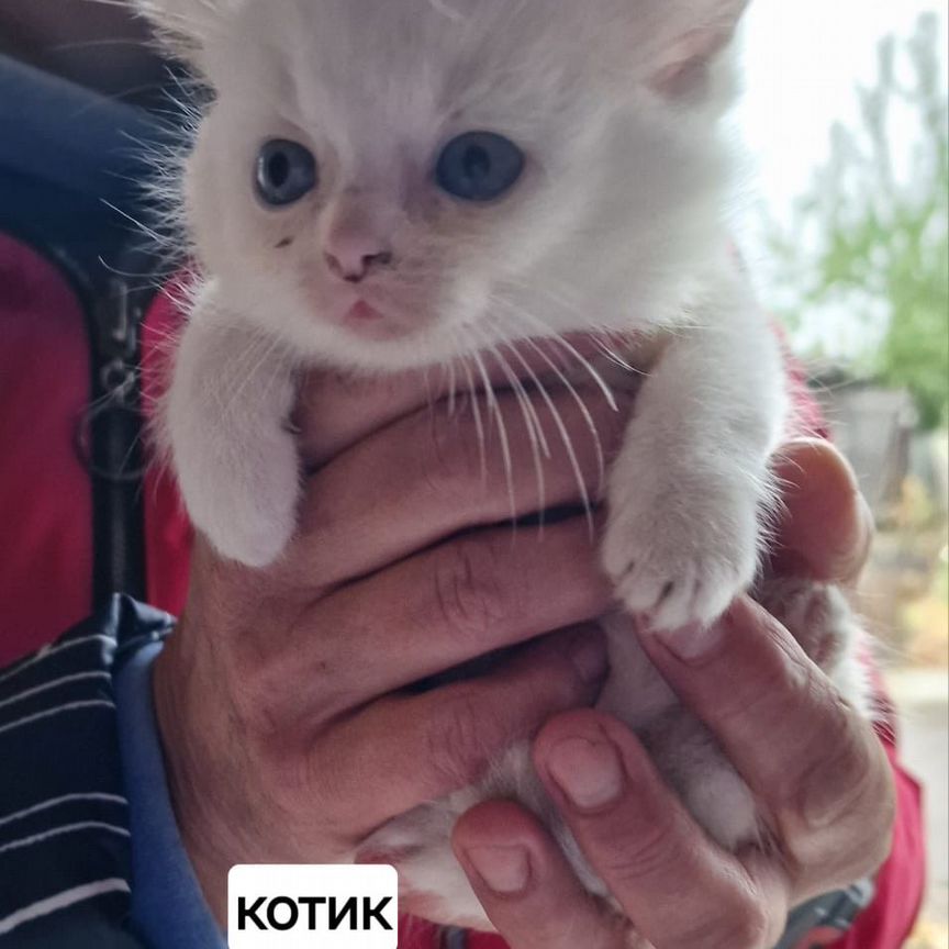 Котята в добрые руки