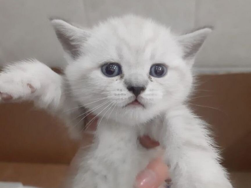 Котята шотландские