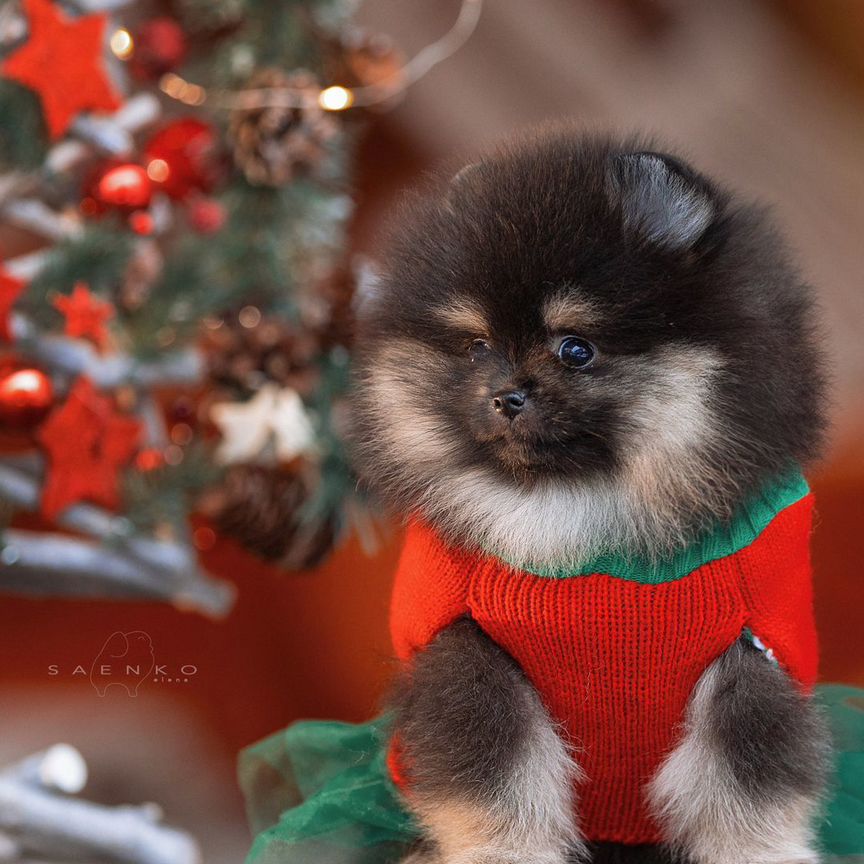 Померанский шпиц, щенок