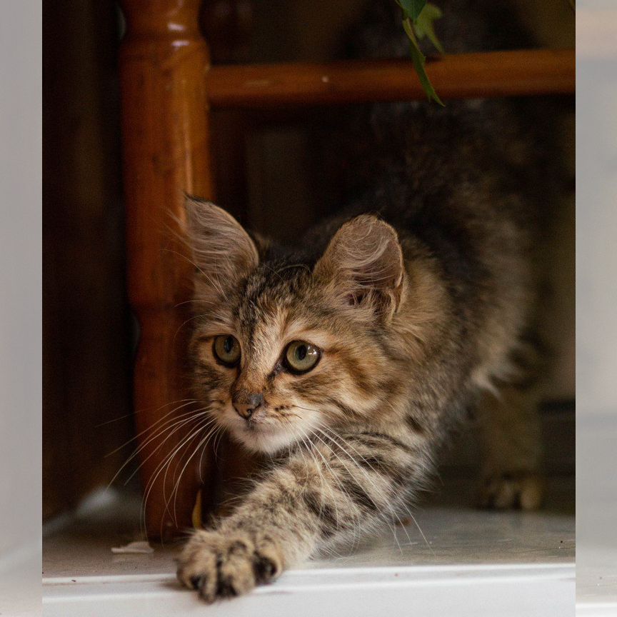 Котенок бесплатно