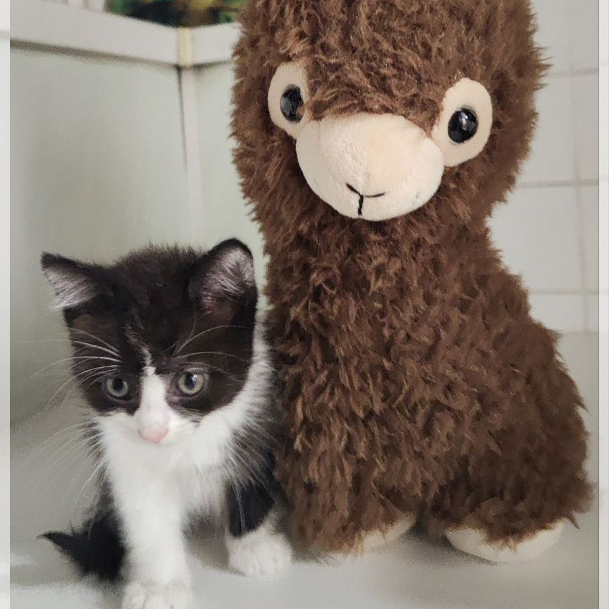 Котенок девочка в добрые руки 1,5 мес